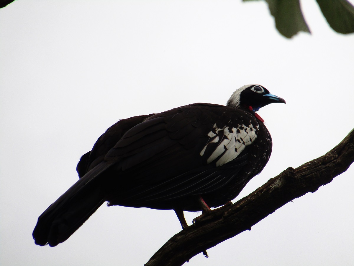 Iguazu: all you need to know to enjoy a slow and accessible trip ...