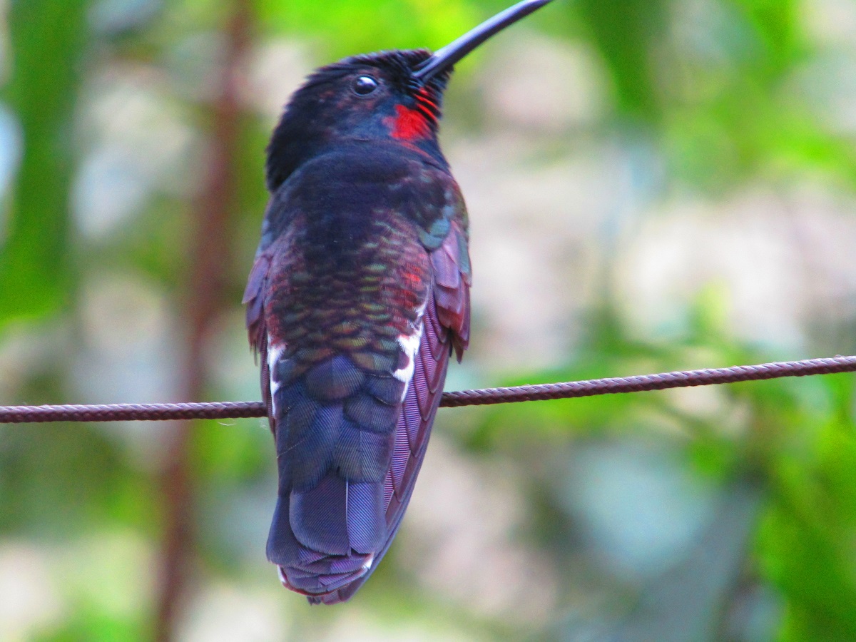Iguazu: all you need to know to enjoy a slow and accessible trip ...